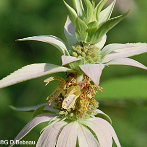 Spotted Bee-balm, Monarda punctata L.