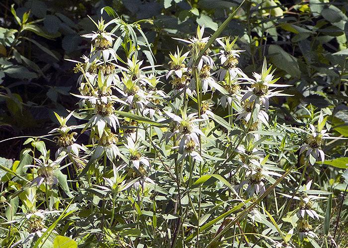 Spotted Bee-balm, Monarda punctata L.