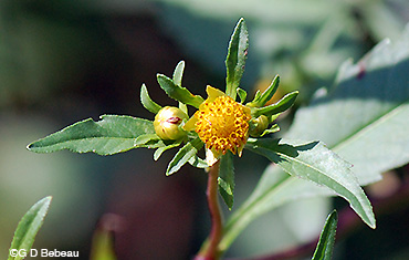 Swamp Beggartick, Bidens connata Muhl. ex Willd.