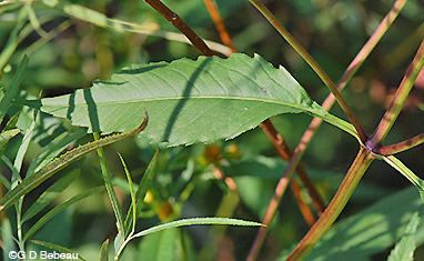 Swamp Beggartick, Bidens connata Muhl. ex Willd.