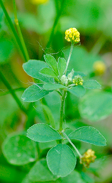 Black Medick, Medicago lupulina L.