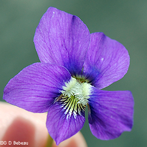 Common Blue Violet, Viola sororia Willd.