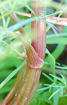 Bulblet Water Hemlock, Cicuta bulbifera L.