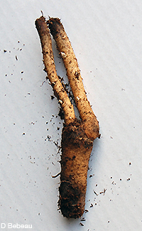 Butterfly Milkweed, Asclepias tuberosa L.