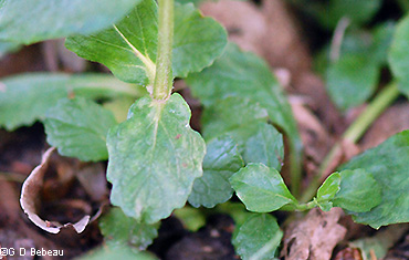 Common Bugle, Ajuga reptans L.
