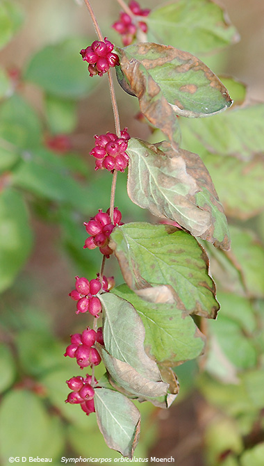 Coralberry, Symphoricarpos orbiculatus Moench