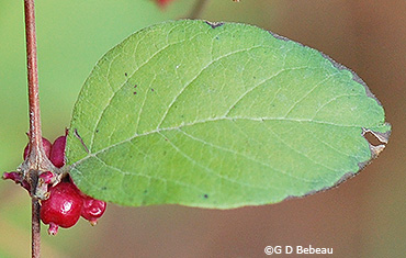 Coralberry, Symphoricarpos orbiculatus Moench
