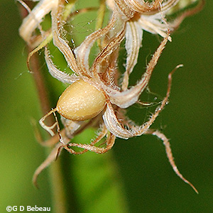 Downy Phlox, Phlox pilosa L.