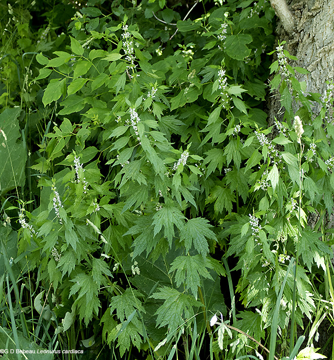 Motherwort, Leonurus cardiaca L.