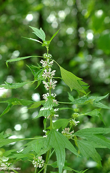 Motherwort, Leonurus cardiaca L.