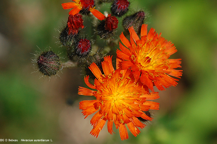 Orange Hawkweed, Hieracium aurantiacum L.