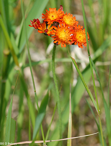 Orange Hawkweed, Hieracium aurantiacum L.