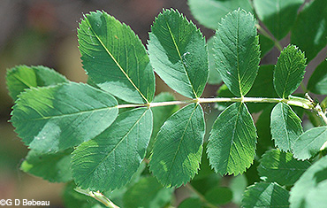 Carolina Rose, Pasture Rose, Rosa carolina L., Minnesota Wildflowers