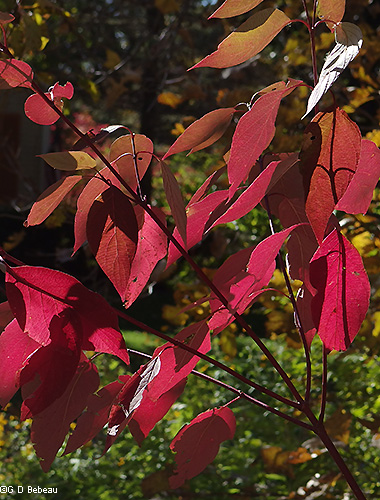 Red osier Dogwood, Cornus sericea L. ssp. sericea