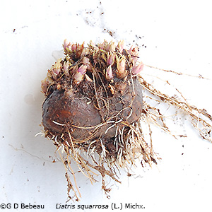 Scaly Blazing Star, Liatris squarrosa (L.) Michx.