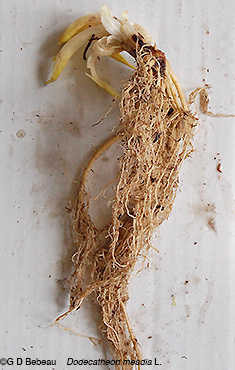 Shooting Star, Dodecatheon meadia L.