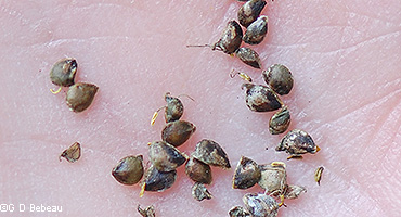 Tall Buttercup, Ranunculus acris L.