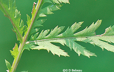 Tansy, Tanacetum vulgare L.