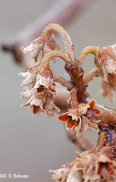 Witch hazel, Hamamelis virginiana L.,