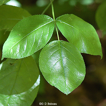 American Bladdernut, Staphylea trifolia L.