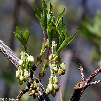 American Bladdernut, Staphylea trifolia L.