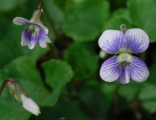 Common Blue Violet, Viola sororia Willd.