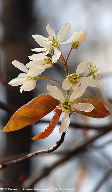 Downy Serviceberry, Amelanchier arborea (F. Michx.) Fernald