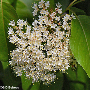 Nannyberry, Viburnum lentago L.