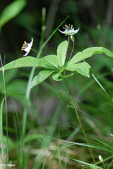 Starflower, Lysimachia borealis (Trientalis borealis L.)