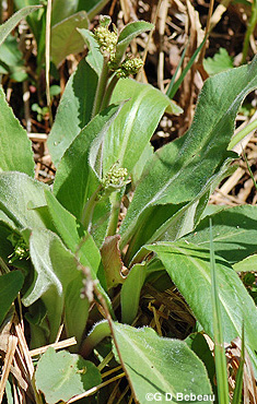 Eastern Swamp Saxifrage, Micranthes pensylvanica (L.) Haw.