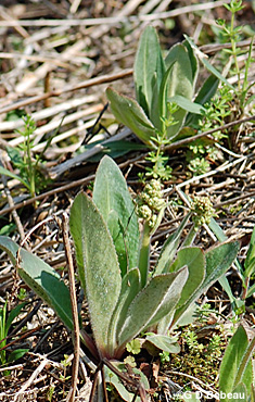 Eastern Swamp Saxifrage, Micranthes pensylvanica (L.) Haw.