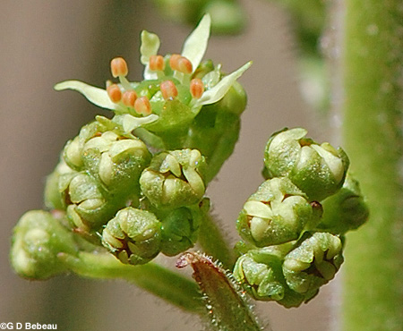 Eastern Swamp Saxifrage, Micranthes pensylvanica (L.) Haw.