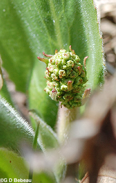 Eastern Swamp Saxifrage, Micranthes pensylvanica (L.) Haw.
