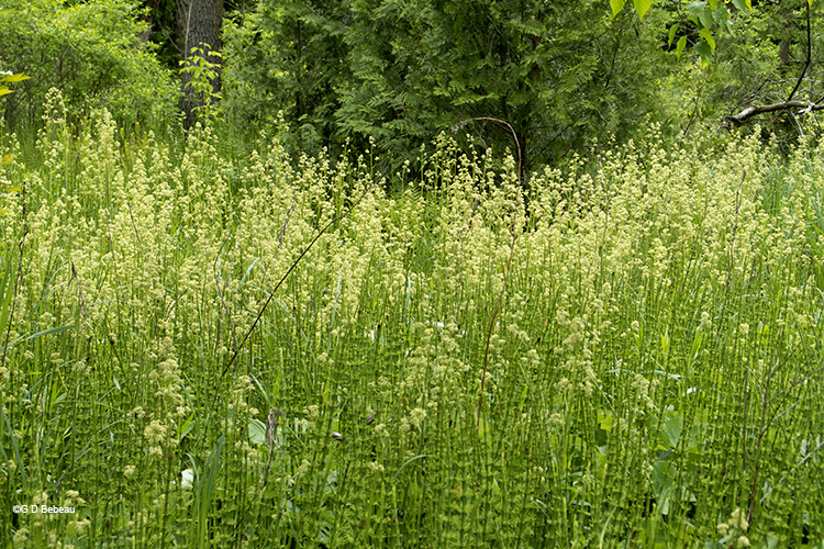 Eastern Swamp Saxifrage, Micranthes pensylvanica (L.) Haw.