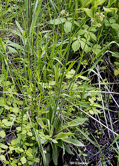Eastern Swamp Saxifrage, Micranthes pensylvanica (L.) Haw.