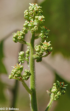 Eastern Swamp Saxifrage, Micranthes pensylvanica (L.) Haw.