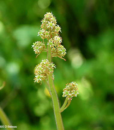 Eastern Swamp Saxifrage, Micranthes pensylvanica (L.) Haw.