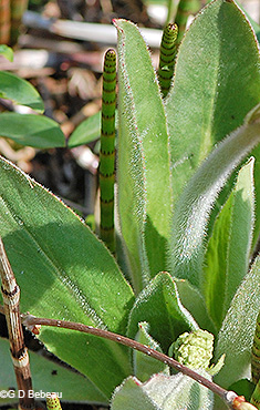 Eastern Swamp Saxifrage, Micranthes pensylvanica (L.) Haw.