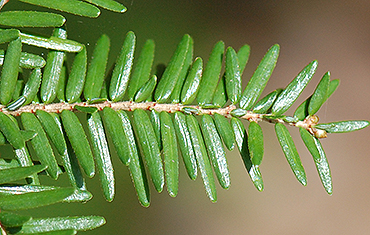 Balsam Fir, Abies balsamea (L.) Mill.