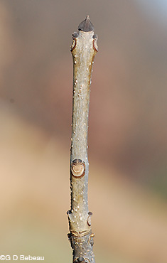 Black Ash, Fraxinus nigra Marshall