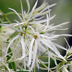 Fringetree, Chionanthus virginicus L.