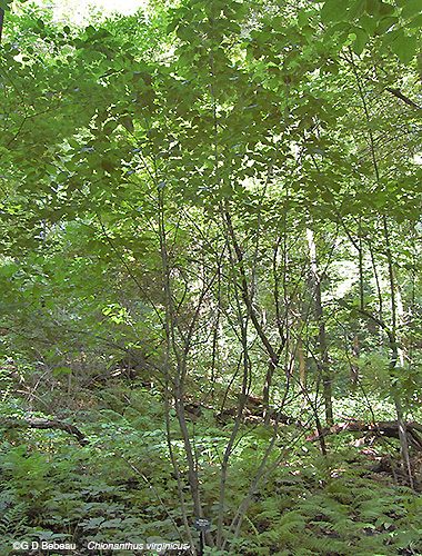 Fringetree, Chionanthus virginicus L.
