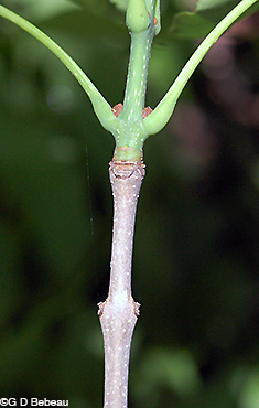 Green Ash, Fraxinus pennsylvanica Marshall