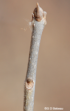 Green Ash, Fraxinus pennsylvanica Marshall