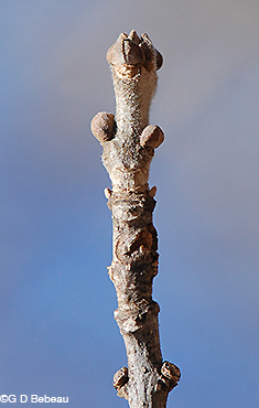 Green Ash, Fraxinus pennsylvanica Marshall