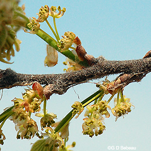 Hackberry - Celtis occidentalis L.