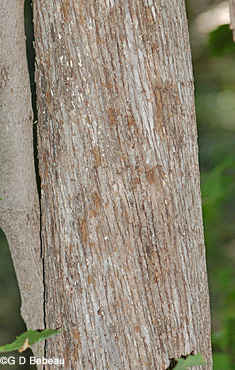 Hophornbeam, Ostrya virginiana (Mill.) K.Koch