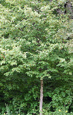 Hophornbeam, Ostrya virginiana (Mill.) K.Koch