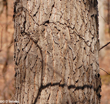 Kentucky Coffeetree, Gymnocladus dioicus (L.) K. Koch