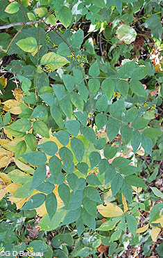 Kentucky Coffeetree, Gymnocladus dioicus (L.) K. Koch